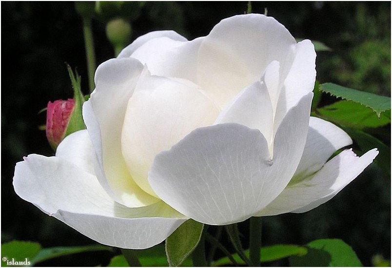 Witte roos * White rose – Fotos Online